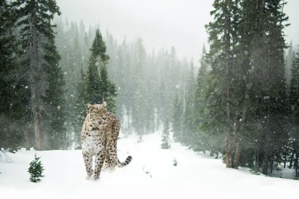 Masters of Stealth: Fun Facts About Snow Leopards - Mangapanda Masters of Stealth: Fun Facts About Snow Leopards - Mangapanda
