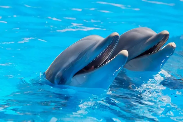 The Dark Side of Dolphins: Disturbing Facts About Dolphins - Mangapanda