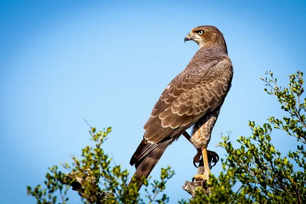 Fun Facts About Falcons: The Secrets of the Falcon's World - Mangapanda