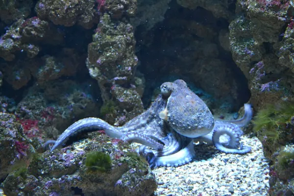 The Weird and Wonderful World of Octopuses - Mangapanda